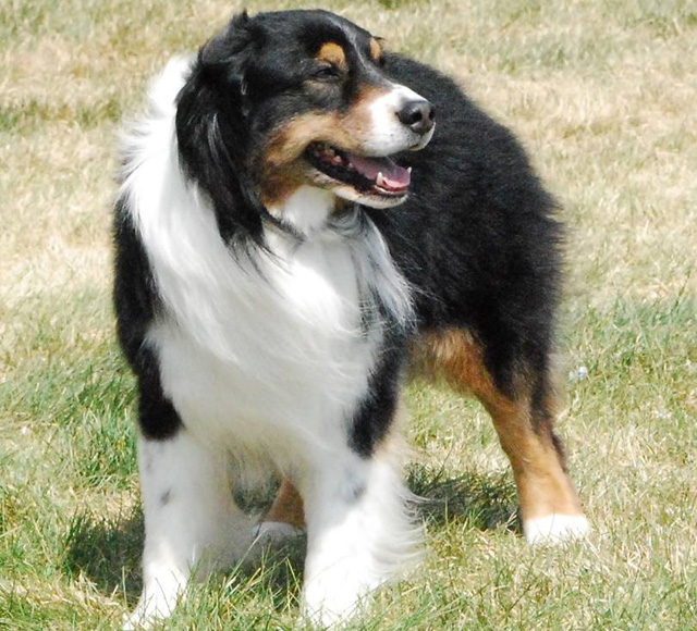 About SCASC - Southern Colorado Australian Shepherd Club