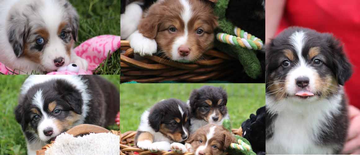 Southern Colorado ASC - Southern Colorado Australian Shepherd Club